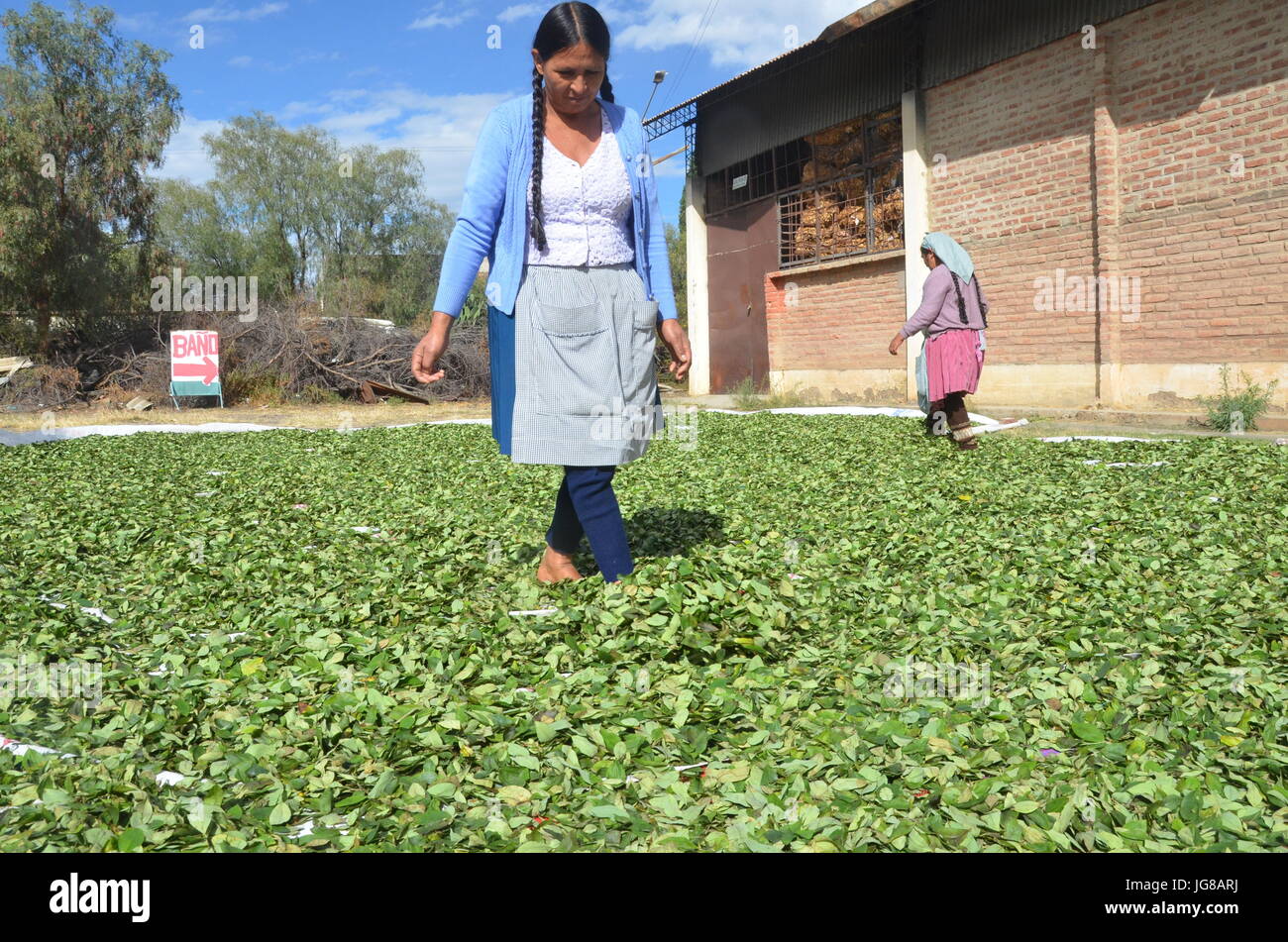 Chapare bolivia hi-res stock photography and images - Alamy