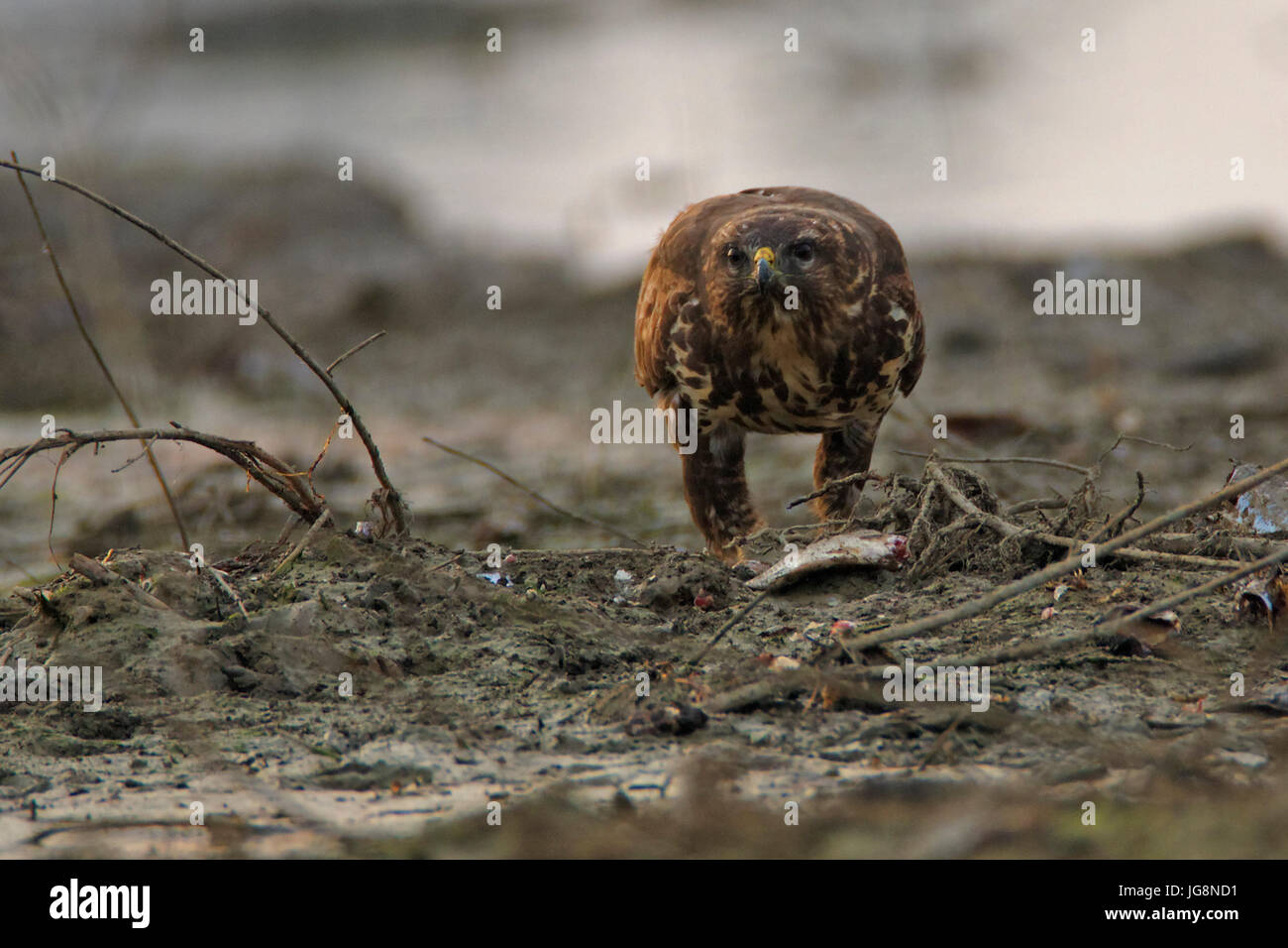 The buzzard eating fish on a fishpond of Crna Mlaka Stock Photo - Alamy