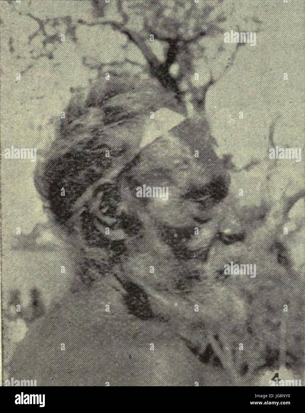 Visit of Charles Fraser p12 28429 Stock Photo - Alamy