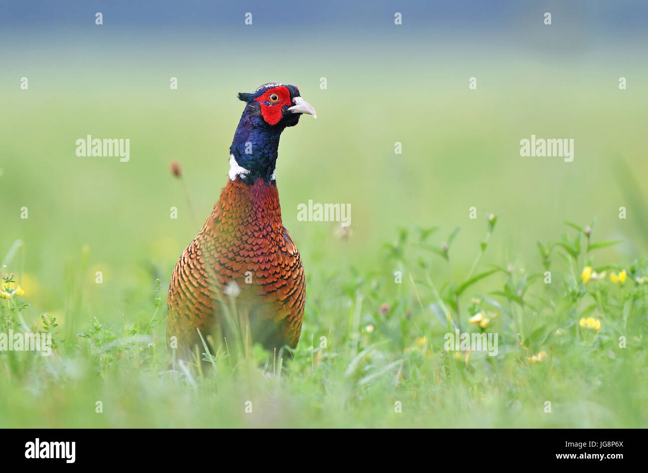 Wild male pheasant standing in a grass Stock Photo - Alamy