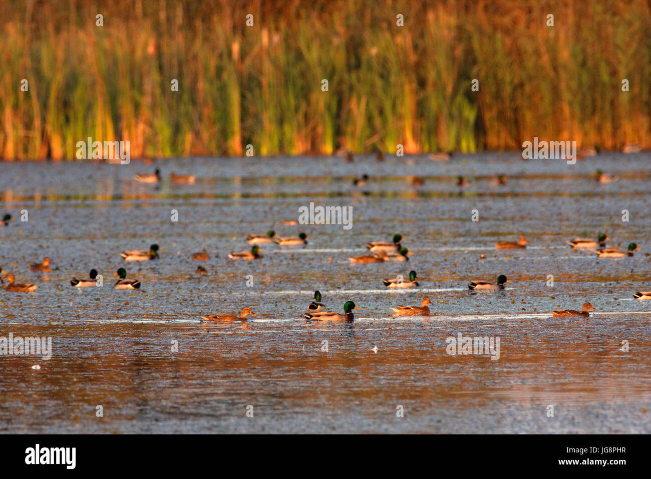 Birding at mallard marsh hi-res stock photography and images - Alamy