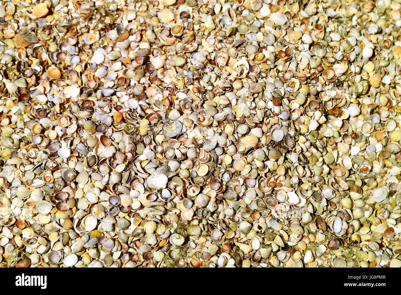 Beautiful texture of seashells photographed in close-up Stock Photo - Alamy