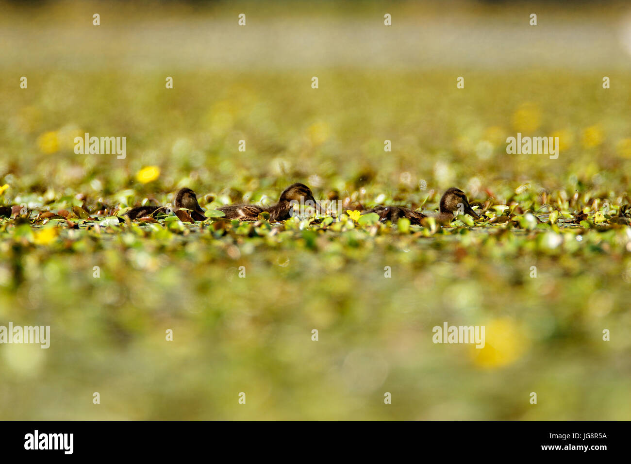 Mlaka hi-res stock photography and images - Alamy