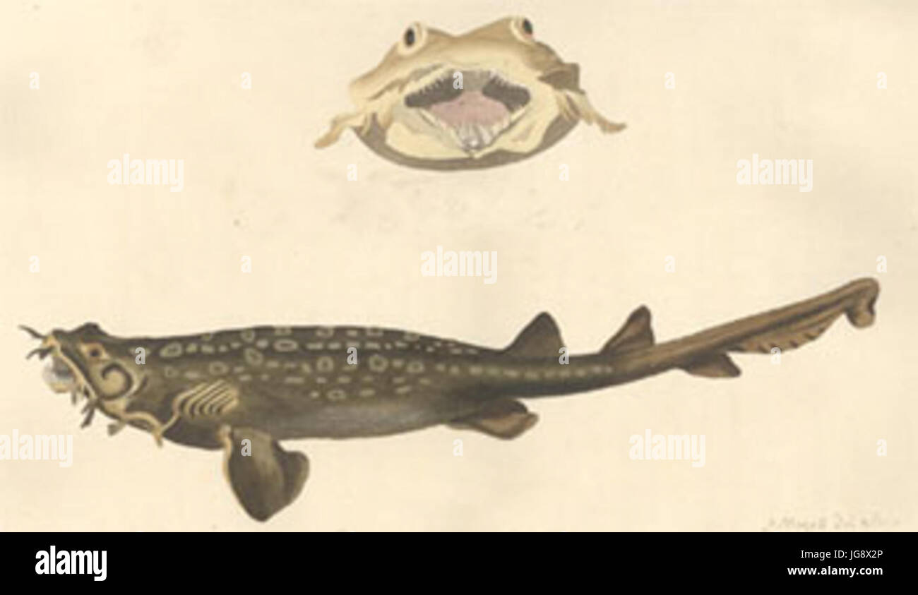 Diversity of shark anatomy hi-res stock photography and images - Alamy