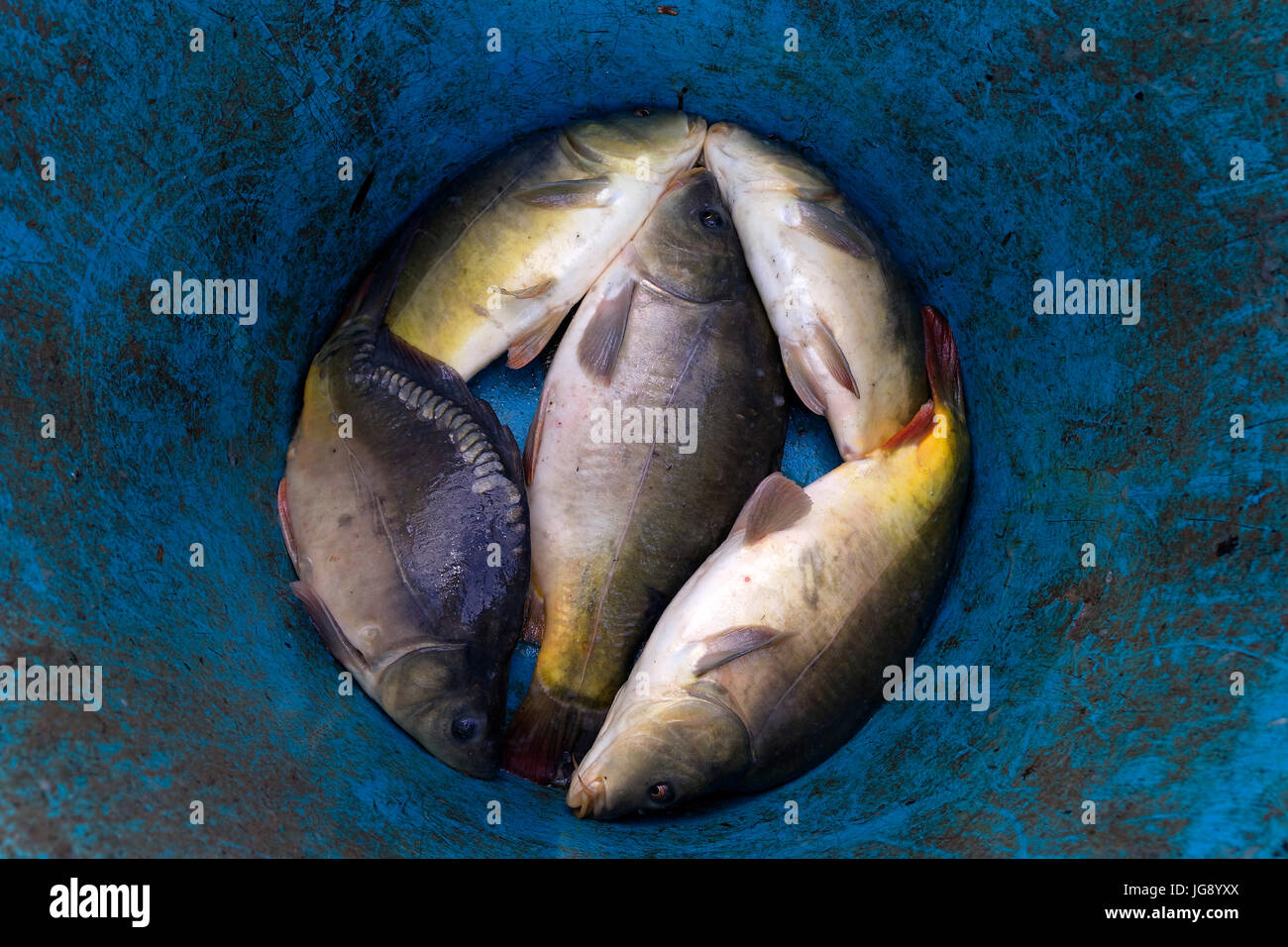 Fish harvest at Crna Mlaka Stock Photo - Alamy