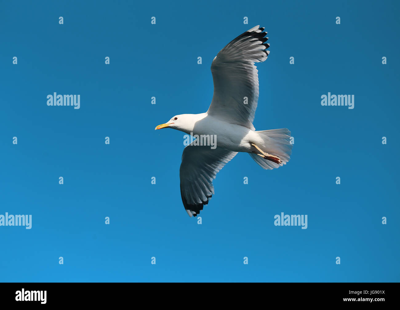 Flock seagulls flying in real hi-res stock photography and images - Alamy