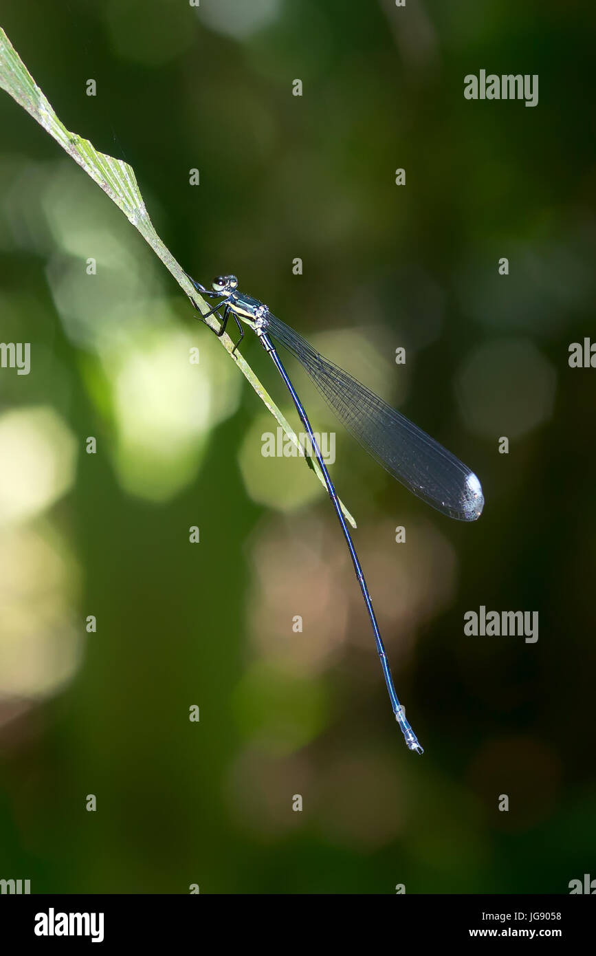 Helicopter Damselfly, “Mecistogaster modesta”, Male-La Selva, Costa ...