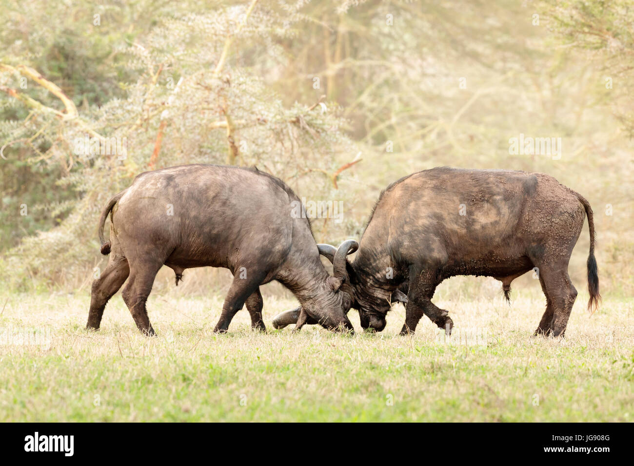 African cape buffalo fighting hi-res stock photography and images - Alamy