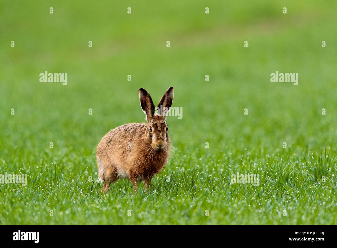 a brown hare (Lepus capensis) stands stares at the camera from a field ...