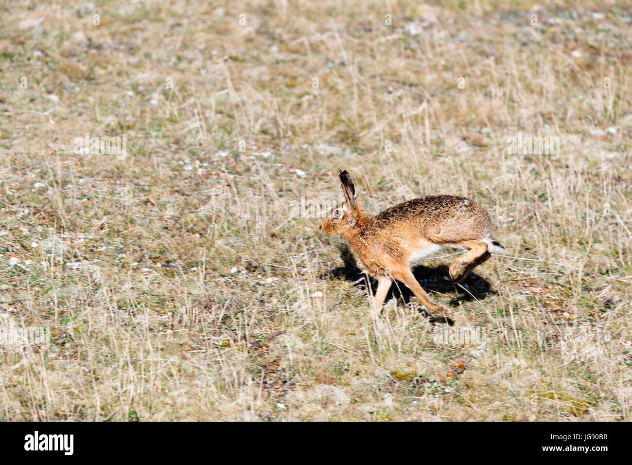 Brown hare running over rocky ground Stock Photo - Alamy