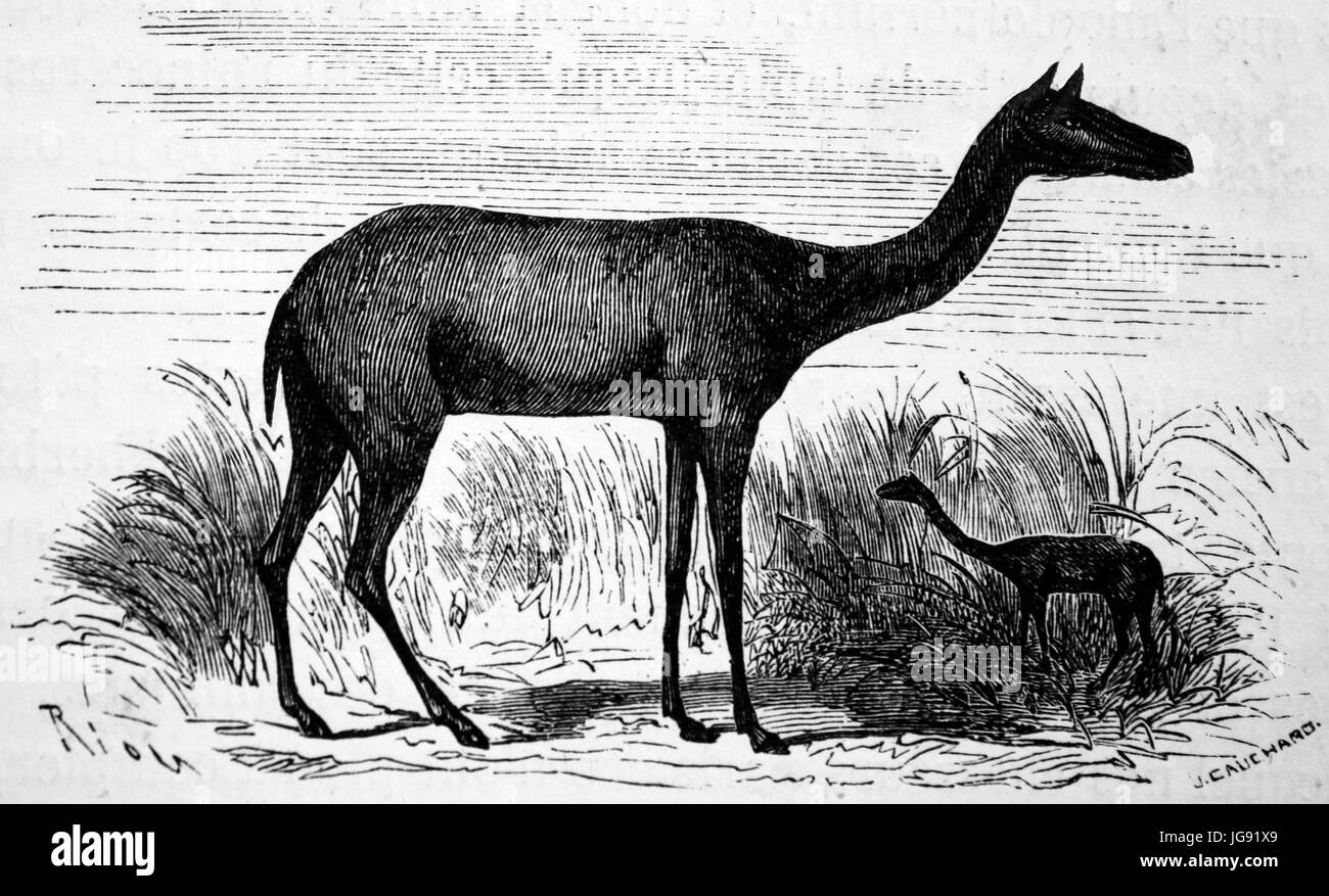 Xiphodon hi-res stock photography and images - Alamy