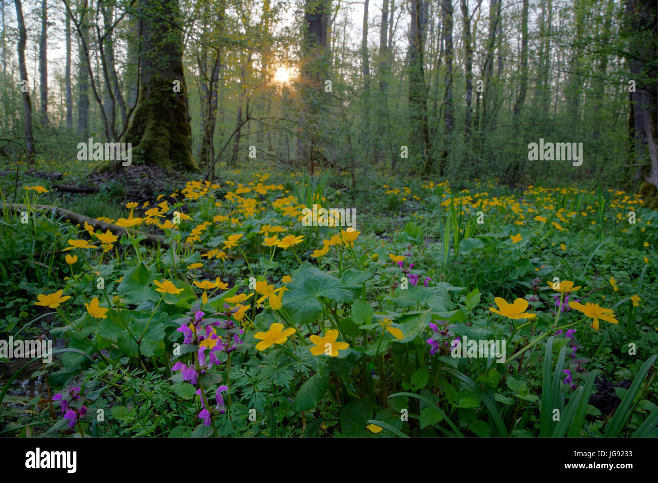 Forest waterlogged hi-res stock photography and images - Alamy