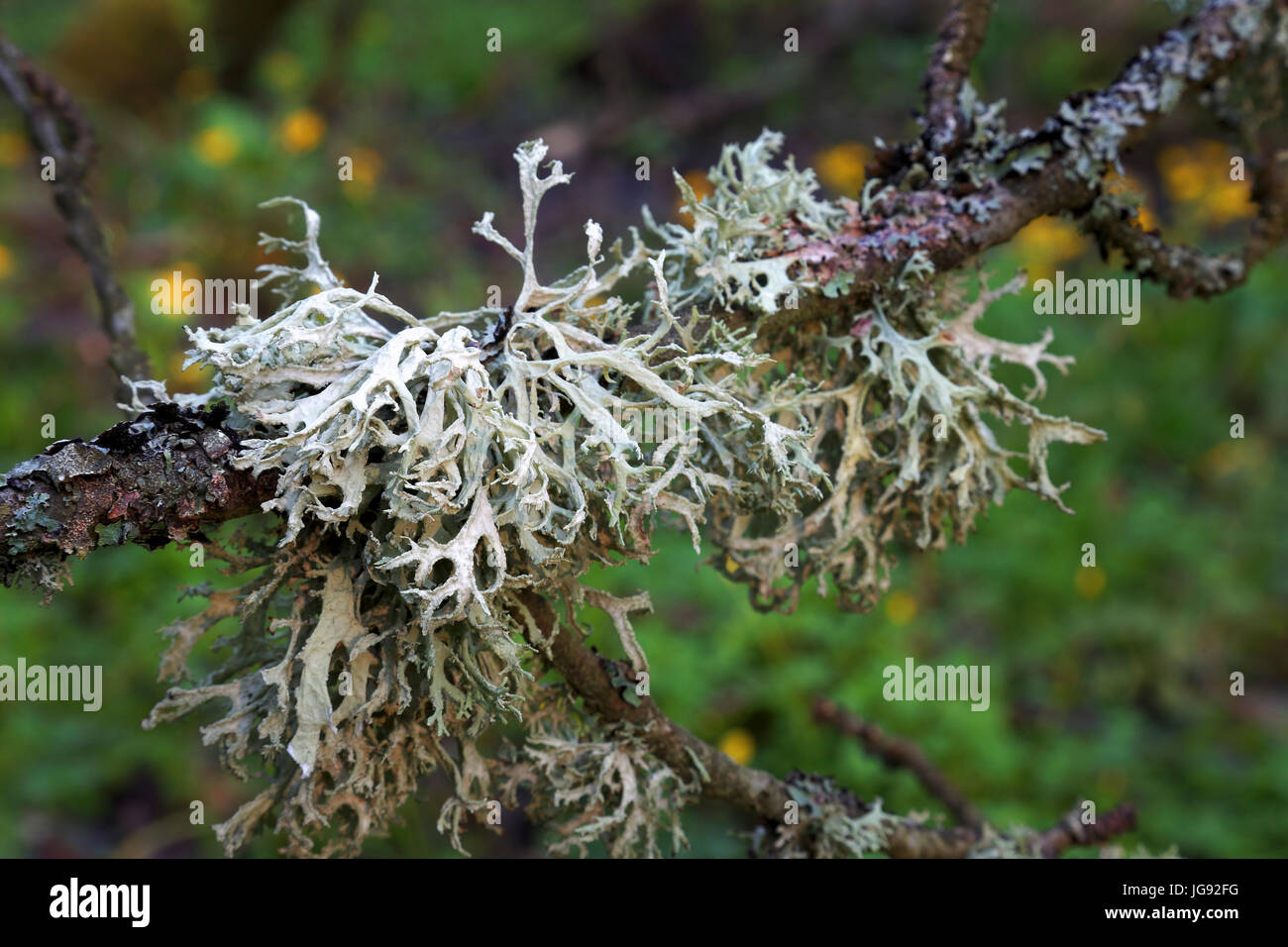 Lichen quercus hi-res stock photography and images - Alamy