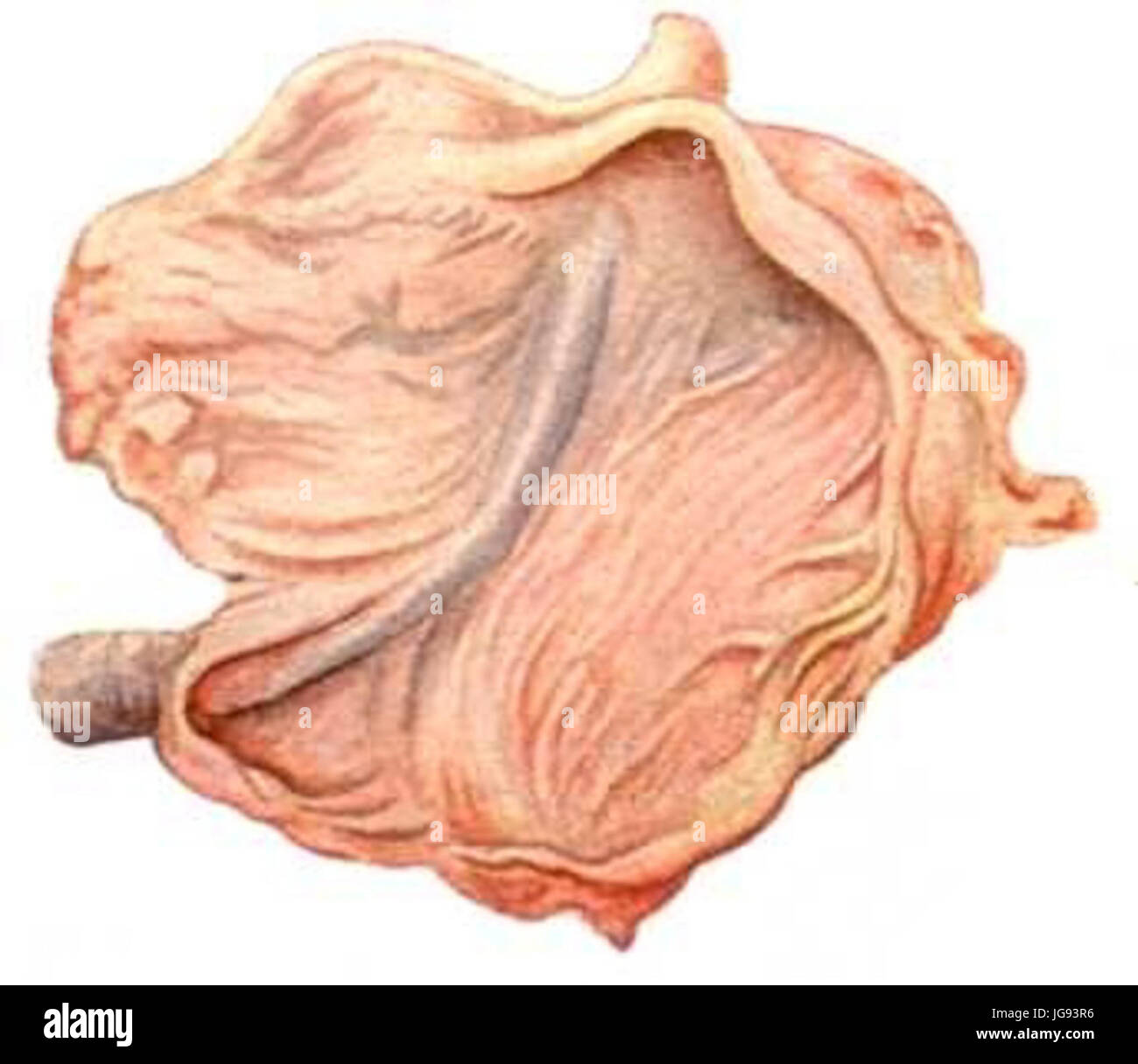 Northern folk Cut Out Stock Images & Pictures - Alamy