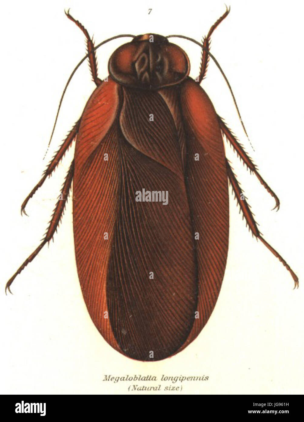 Megaloblatta longipennis 28Shel1908-0729 Stock Photo - Alamy