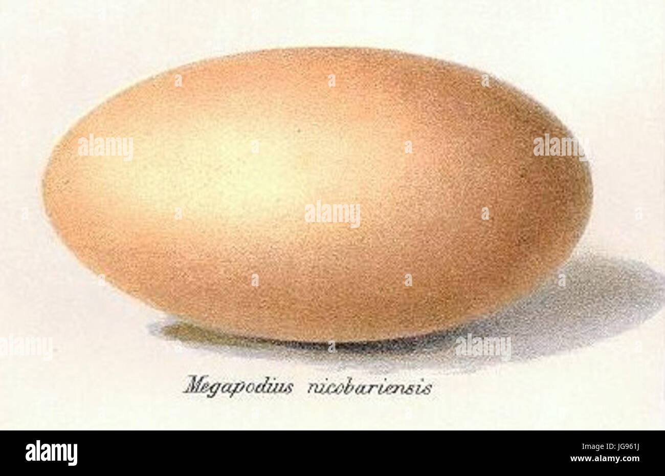 Megapodius nicobariensis hi-res stock photography and images - Alamy