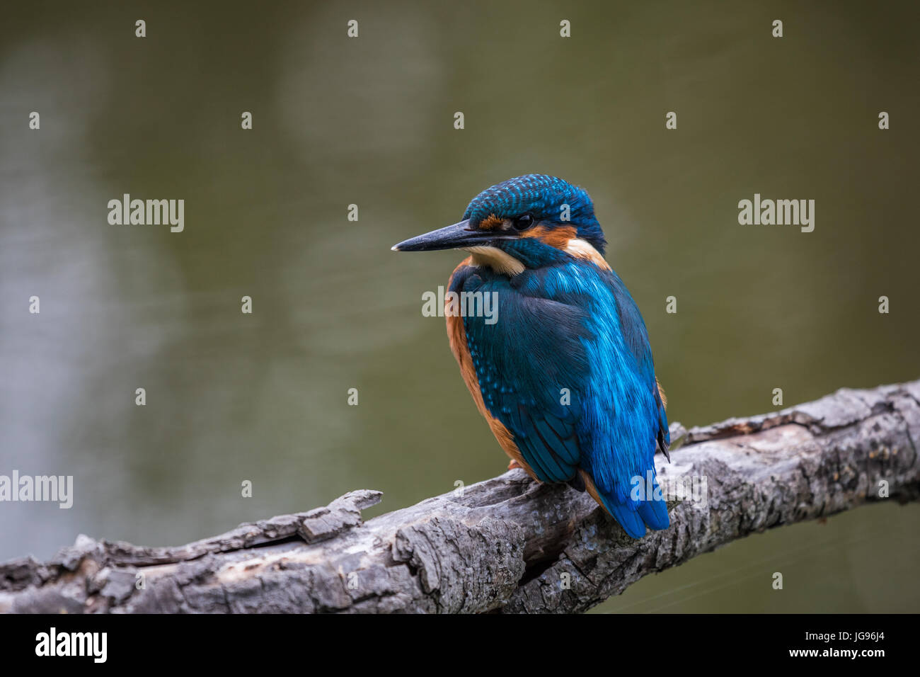 Common kingfisher (Alcedo atthis Stock Photo - Alamy