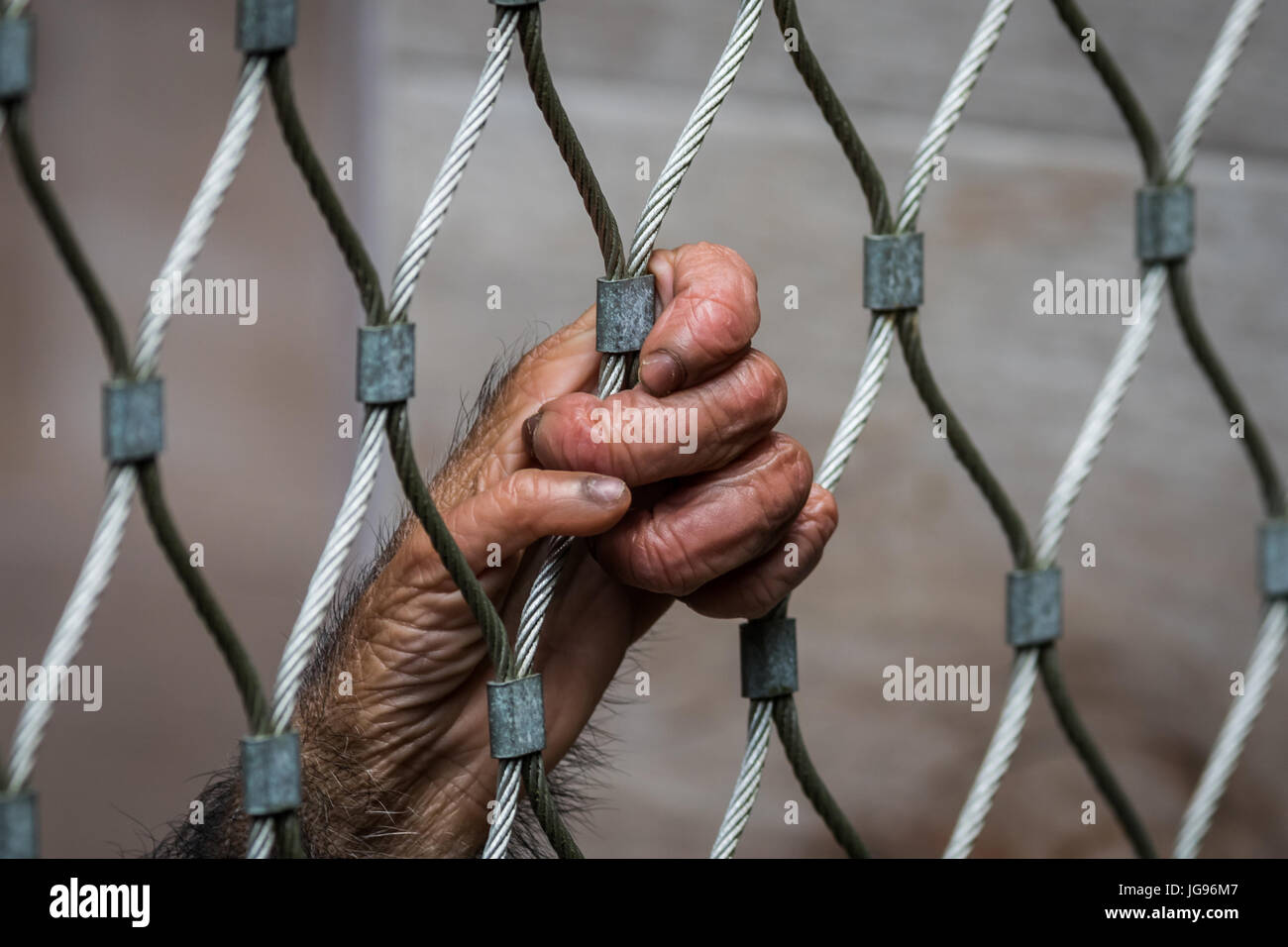 A chimpanzee's hand holding the cage wire, captivity of wild animals ...