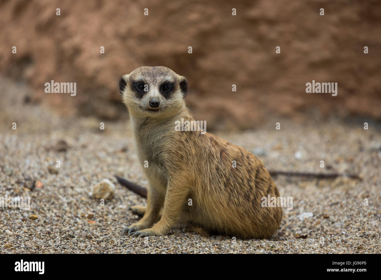 Single suricate hi-res stock photography and images - Alamy