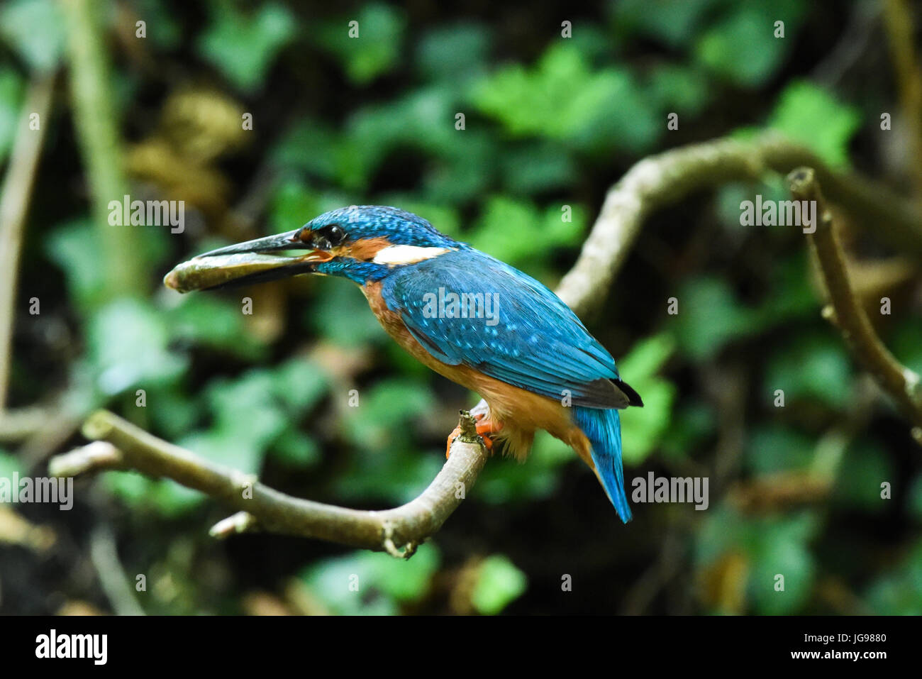 Big kingfisher hi-res stock photography and images - Alamy