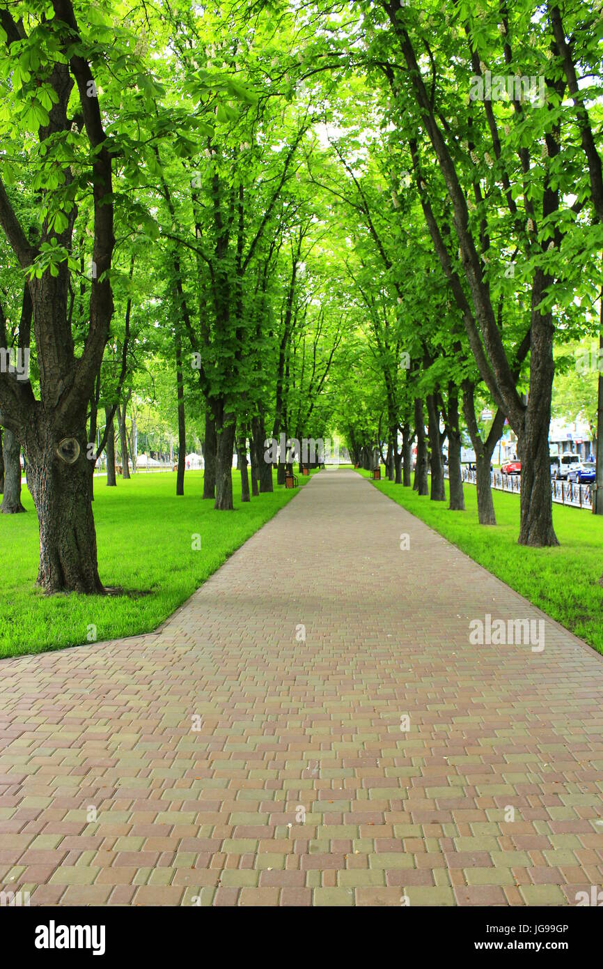 beautiful park with nice promenade path green grass benches and high ...