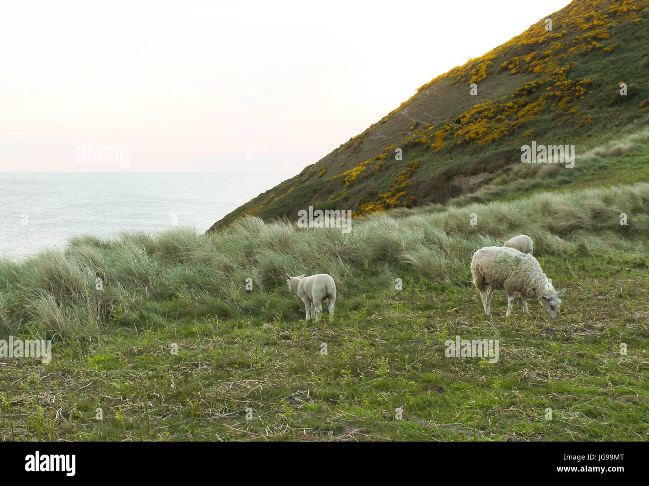 Mother sheep and lamb on hillside hi-res stock photography and images ...