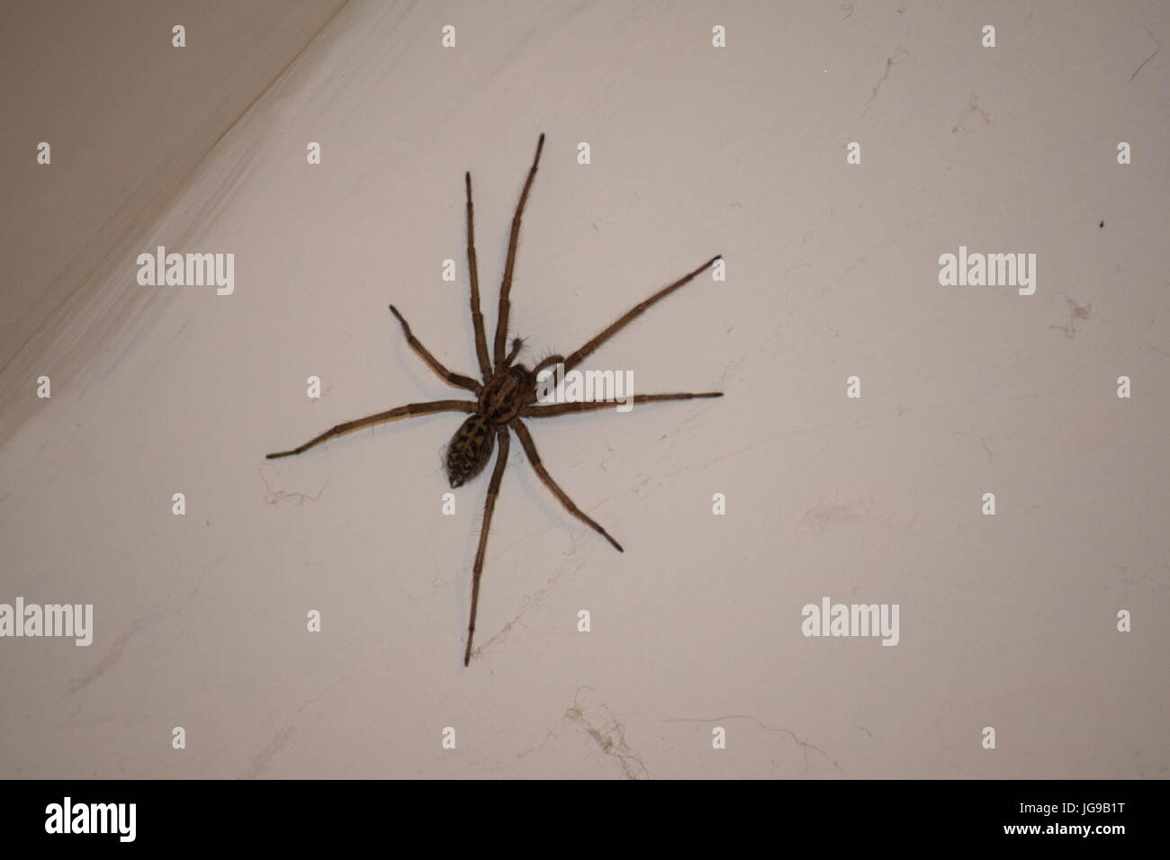 Hobo spider from above Stock Photo - Alamy