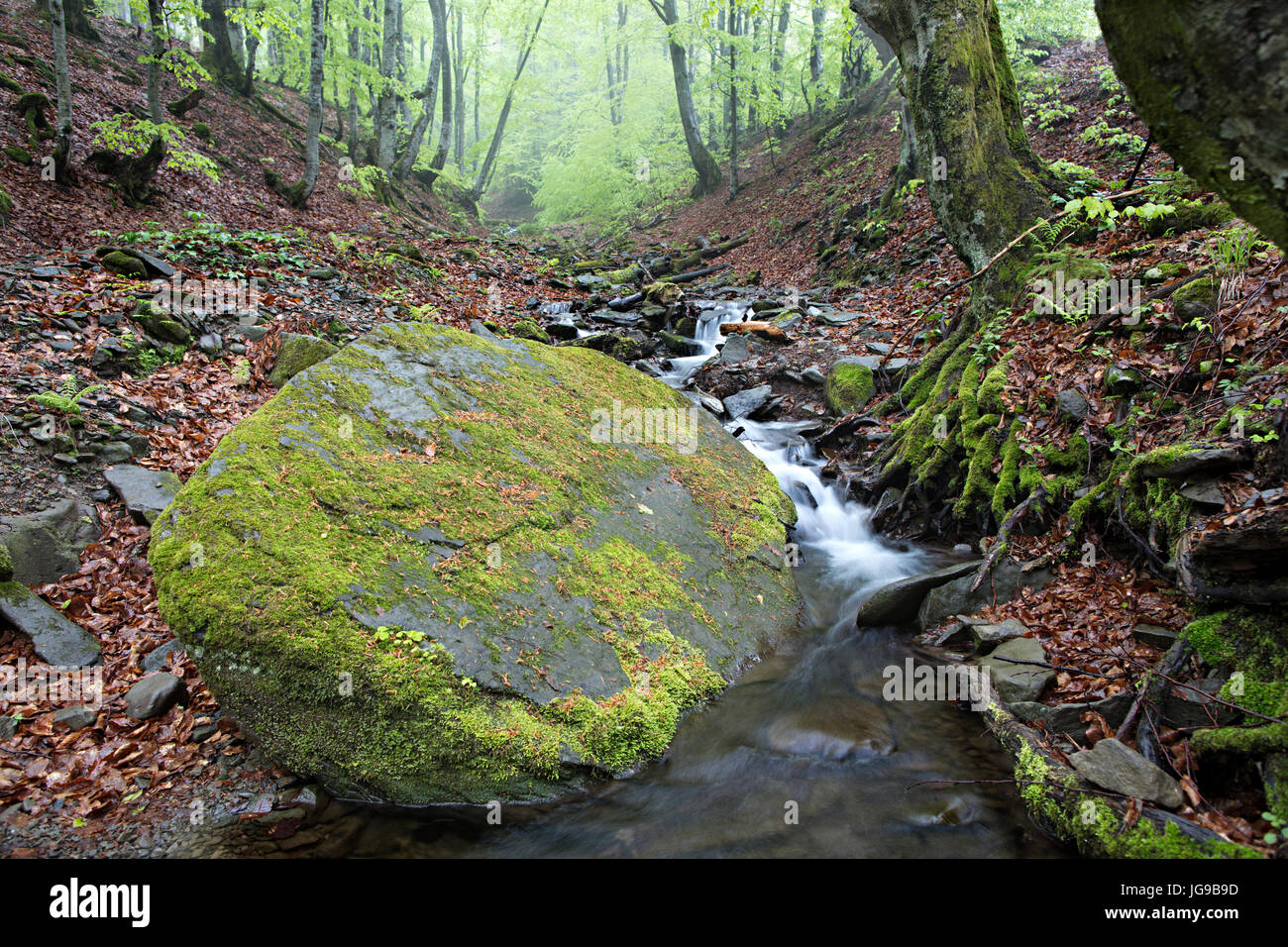 In the damp forest lies a large boulder on the path of a mountainous ...