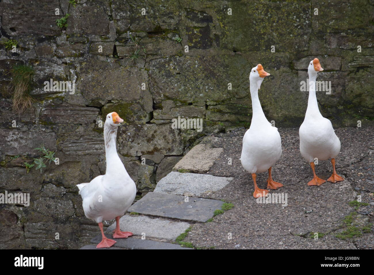 Anser anser domesticus, three geese Stock Photo - Alamy