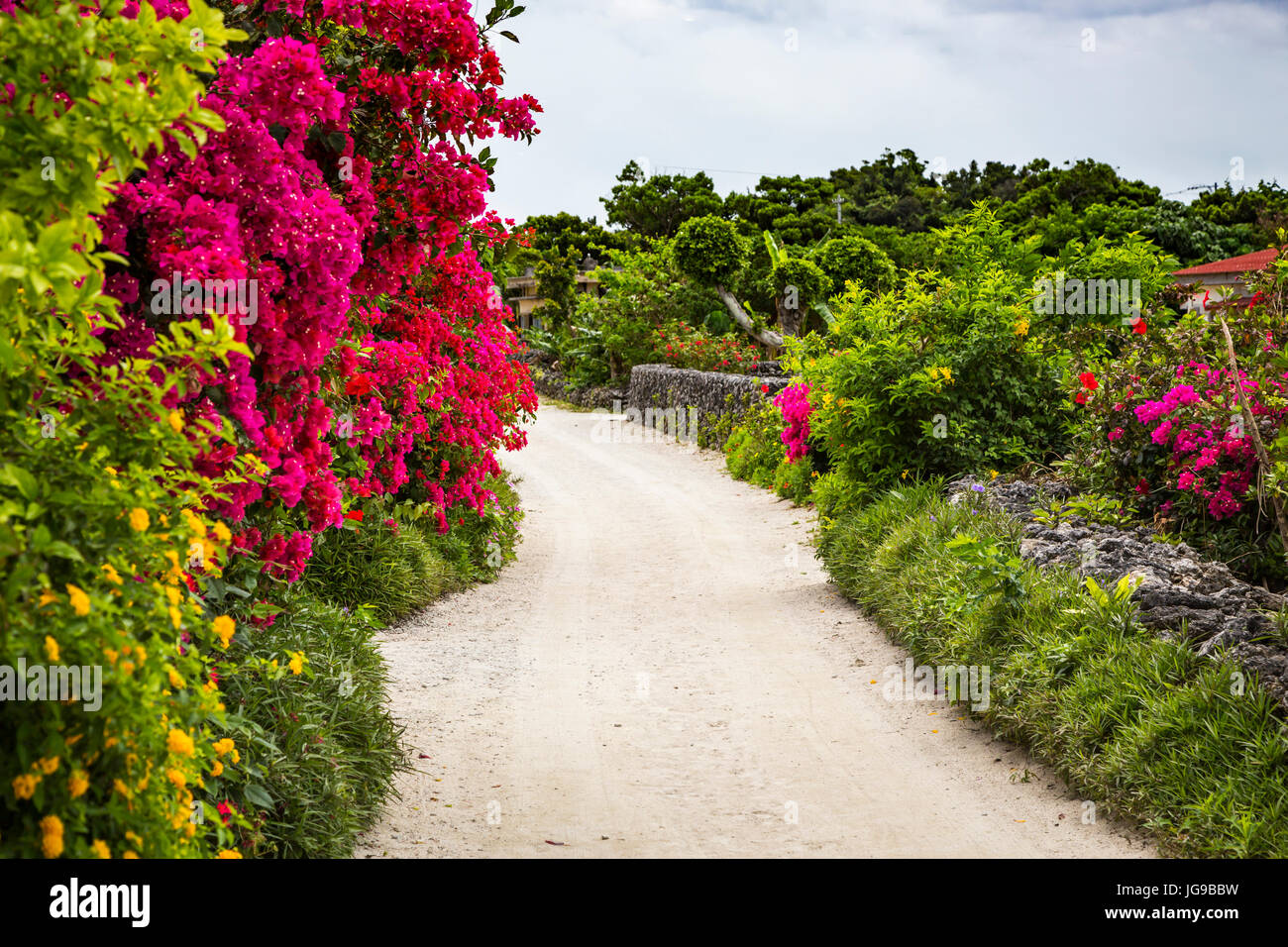 Sand street with bougainvillea flowers, and stone fencing in a village ...