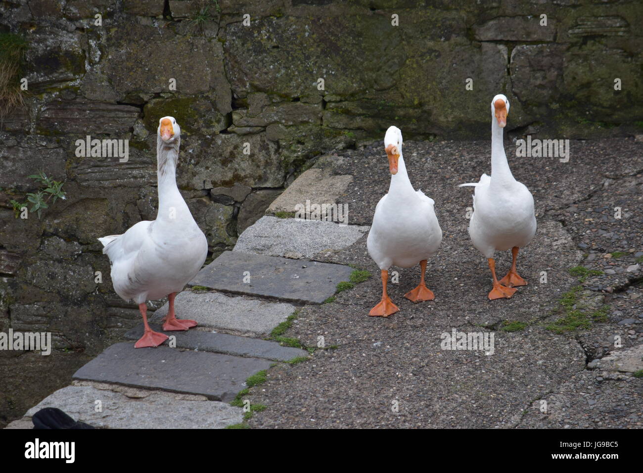 Three geese, Anser anser domesticus Stock Photo - Alamy