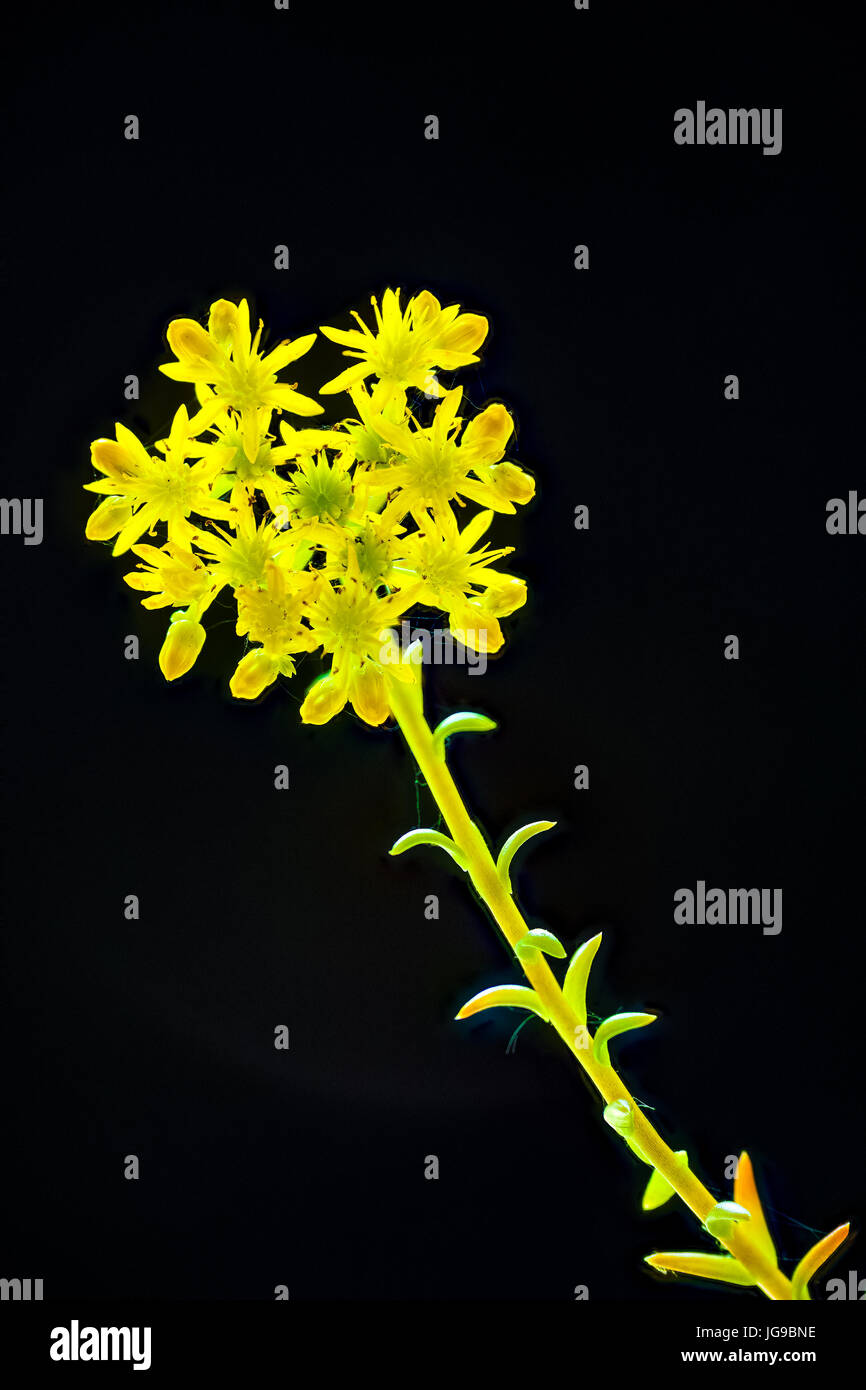 Yellow, luminous bloom Stock Photo - Alamy