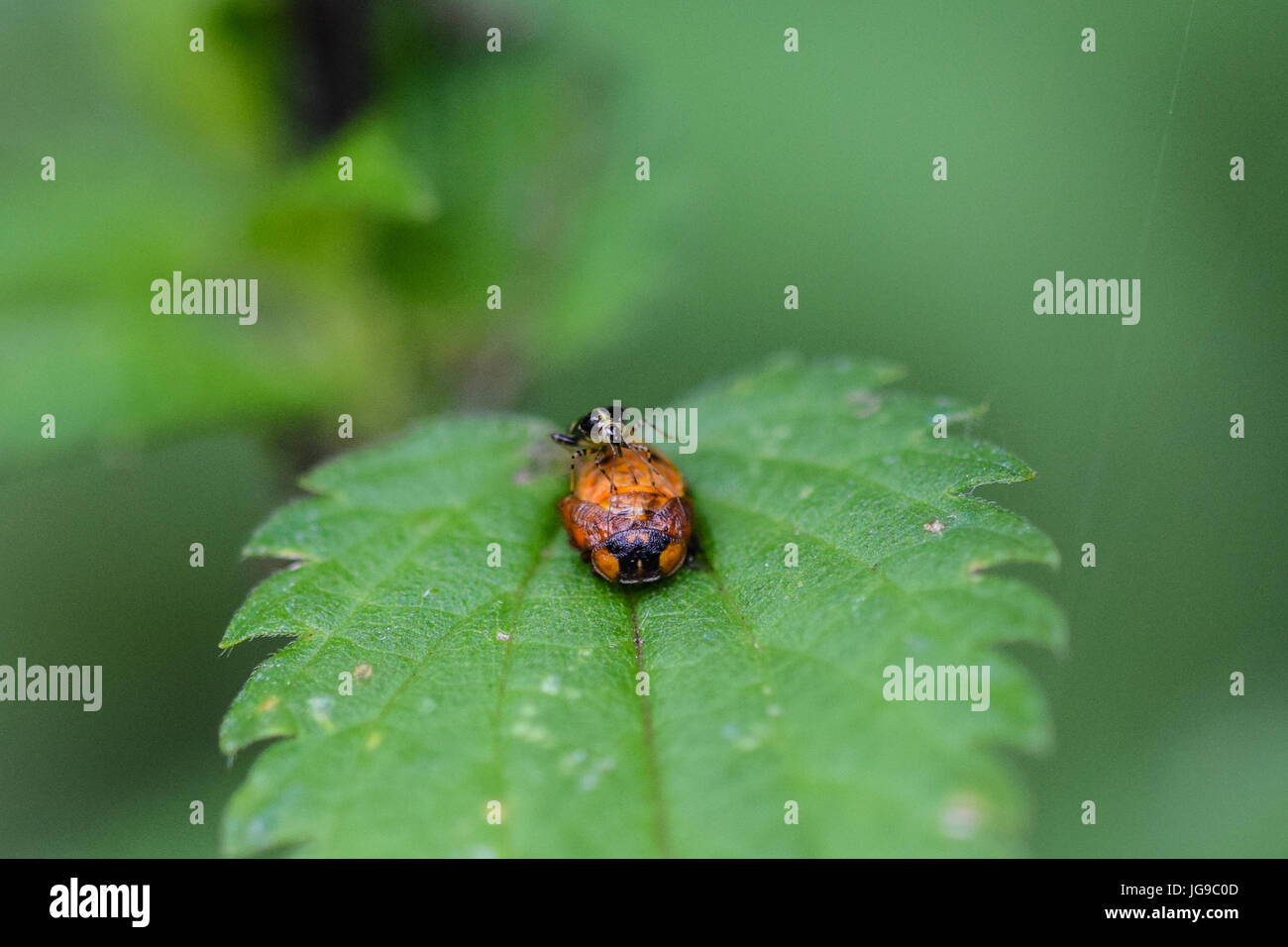 Yellow and black insect with long proboscis trying to take blood from ...
