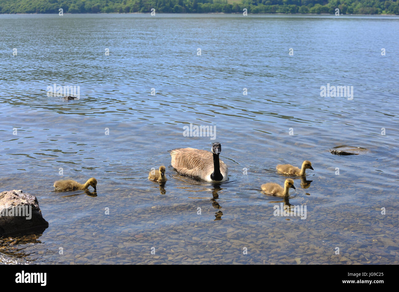 geese and goslings on derwentwater lake daistrict Stock Photo - Alamy