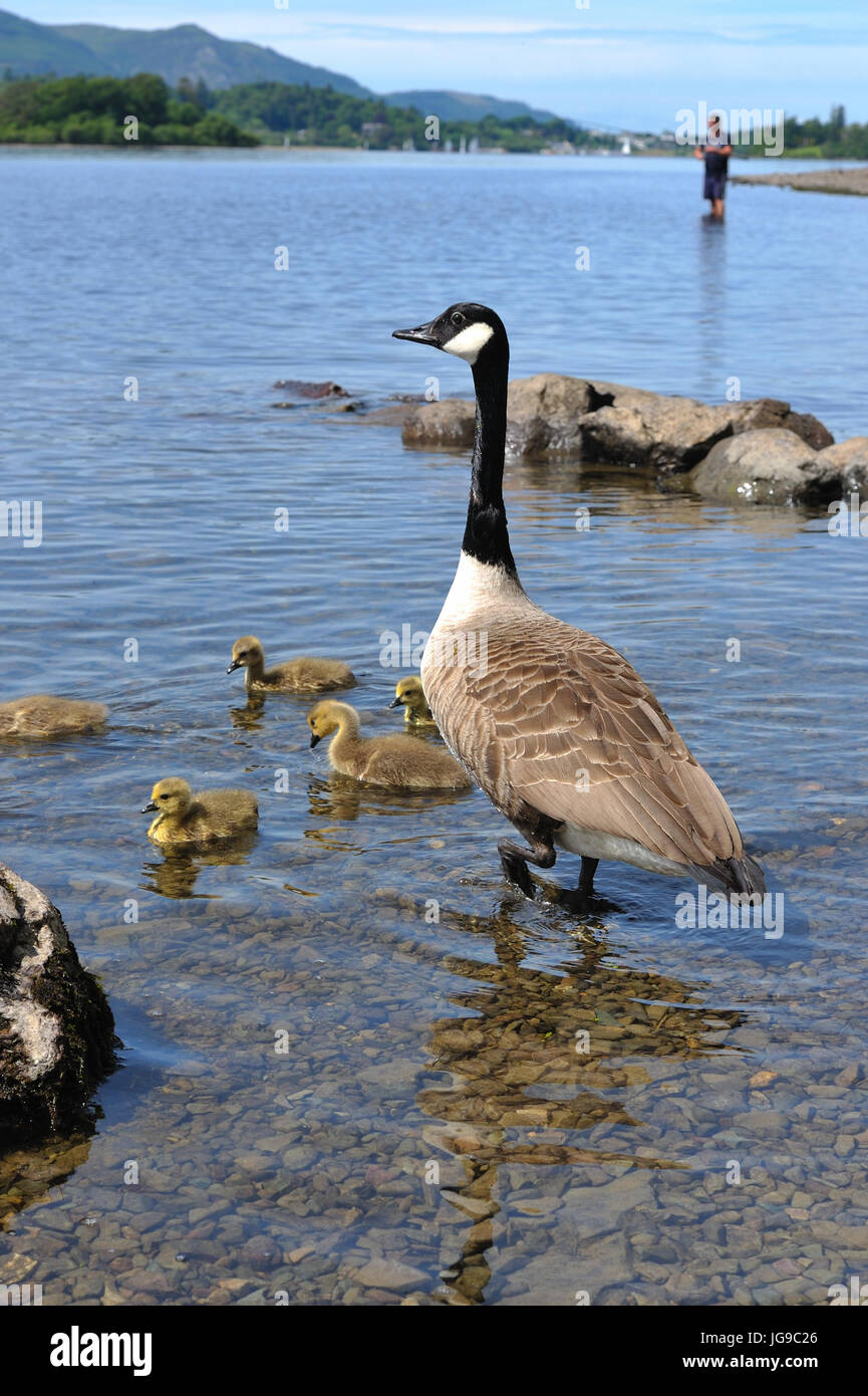 geese and goslings on derwentwater lake daistrict Stock Photo - Alamy