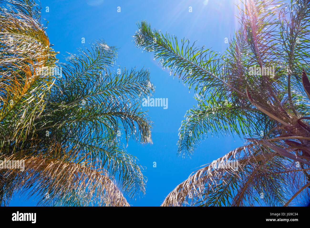 Palm Trees Sun Flare Stock Photo - Alamy