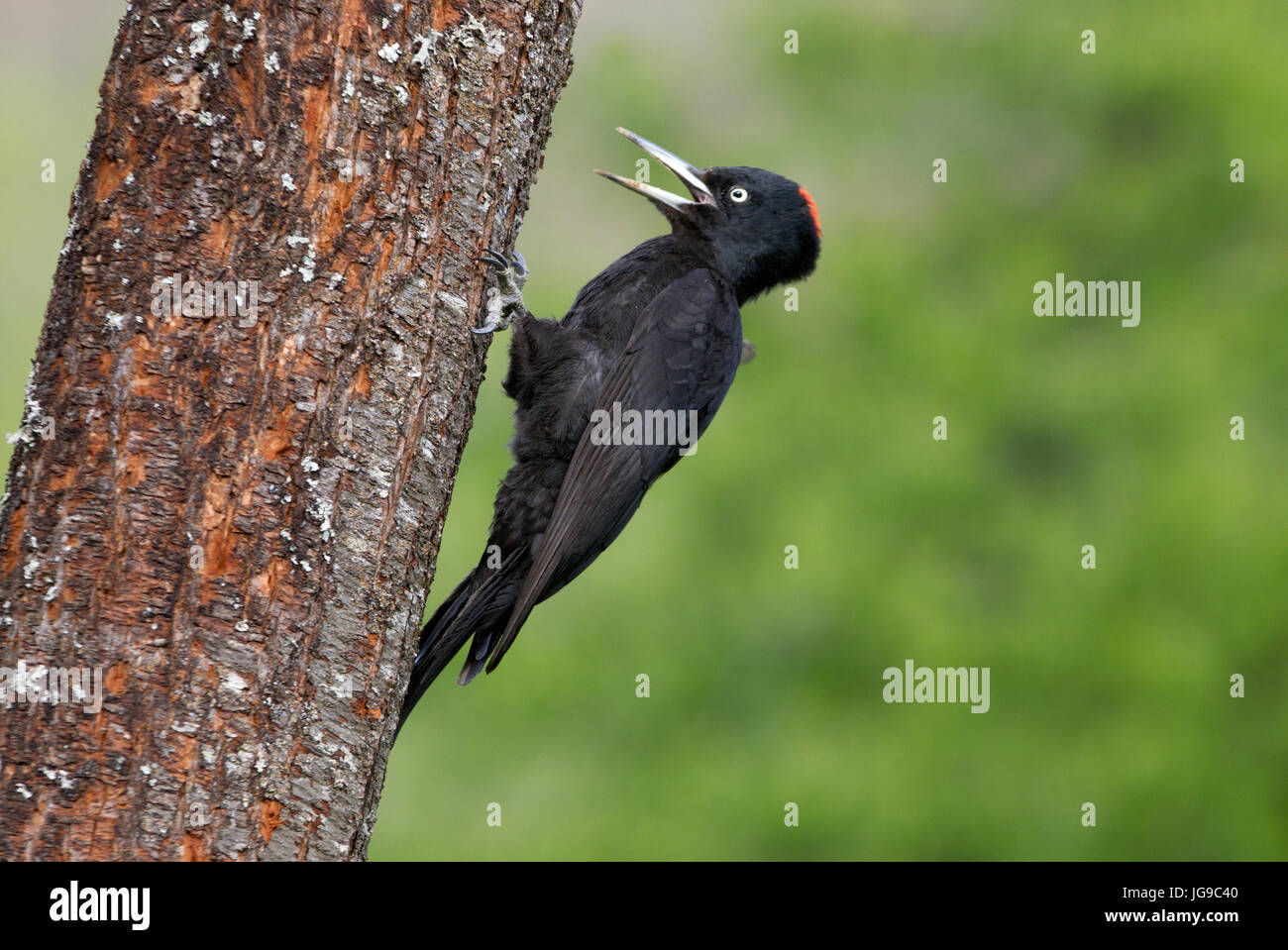 Black woodpecker dryocopus martius nest hi-res stock photography and ...