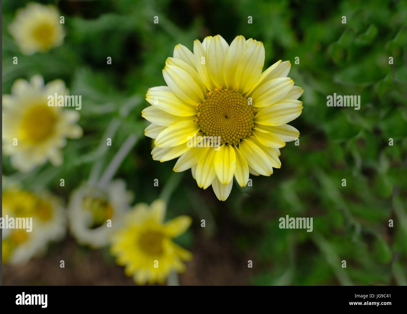 Yellow daisy flower, natural close-up with blurred background Stock ...