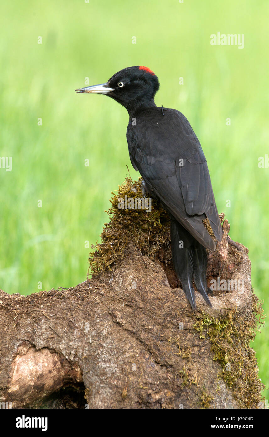 Black woodpecker dryocopus martius nest hi-res stock photography and ...