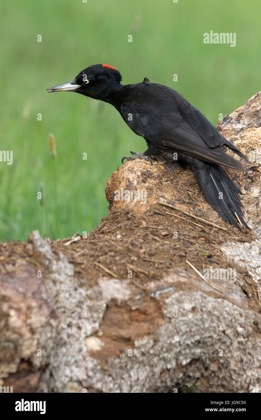 Black woodpecker dryocopus martius nest hi-res stock photography and ...