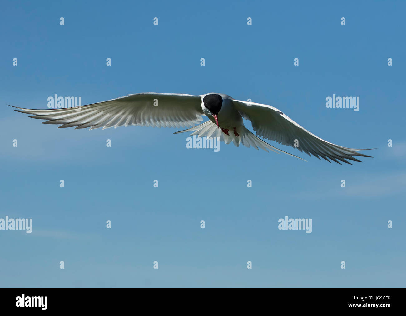 Arctic Tern in Flight Stock Photo - Alamy