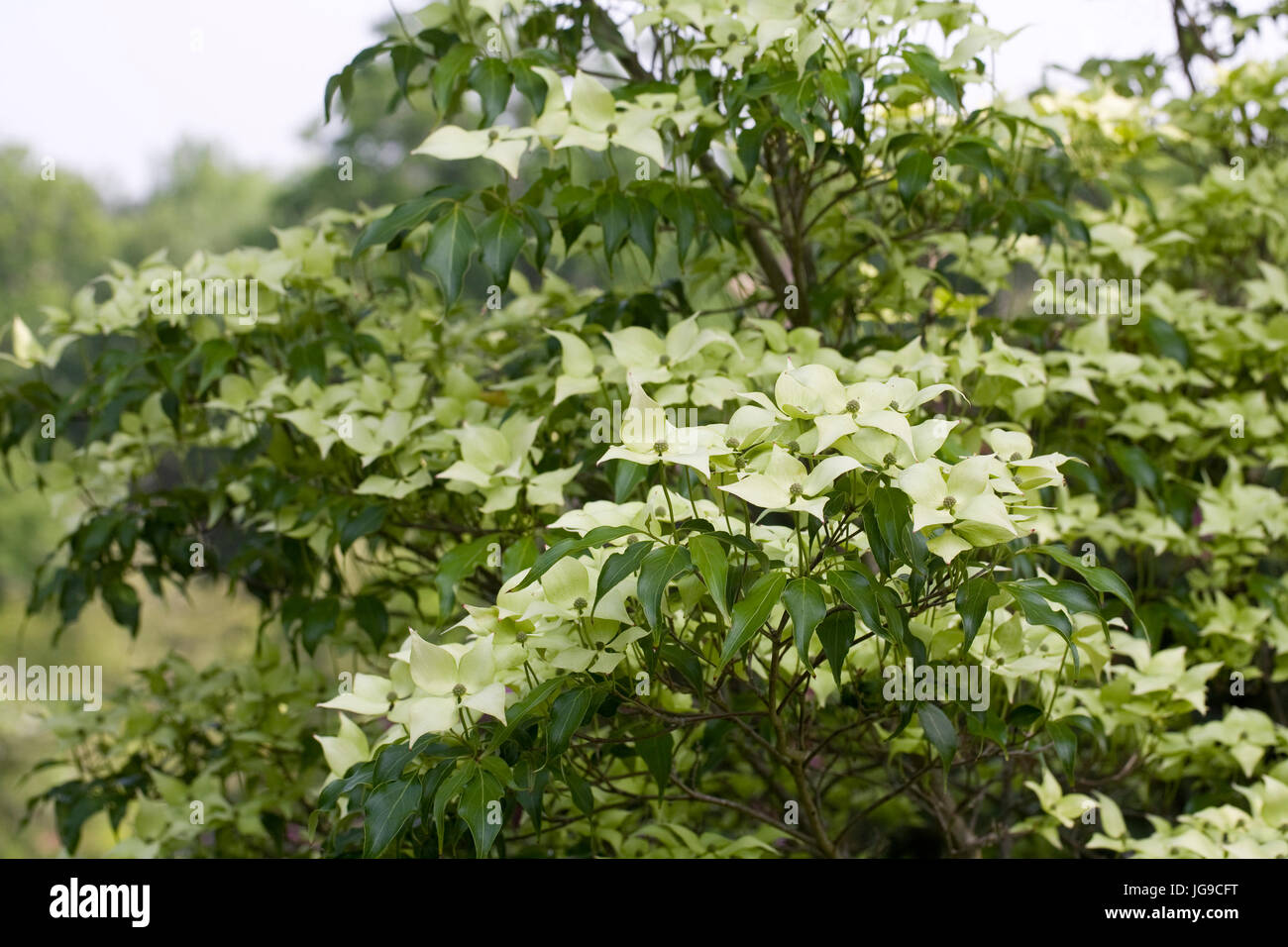 Cornus kousa 'Greensleeves' in early summer Stock Photo - Alamy