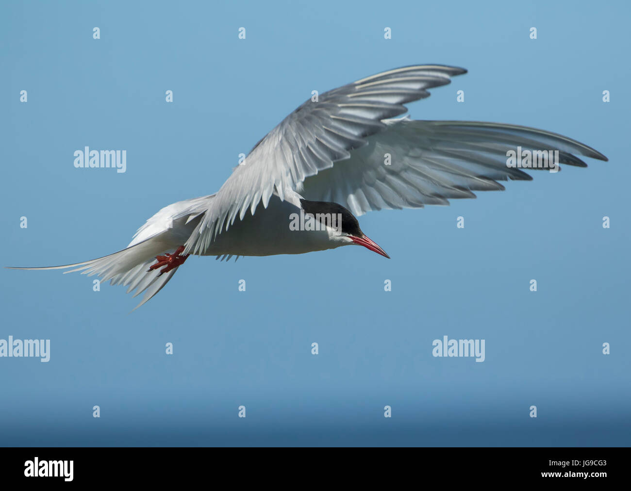 Arctic Tern in Flight Stock Photo - Alamy