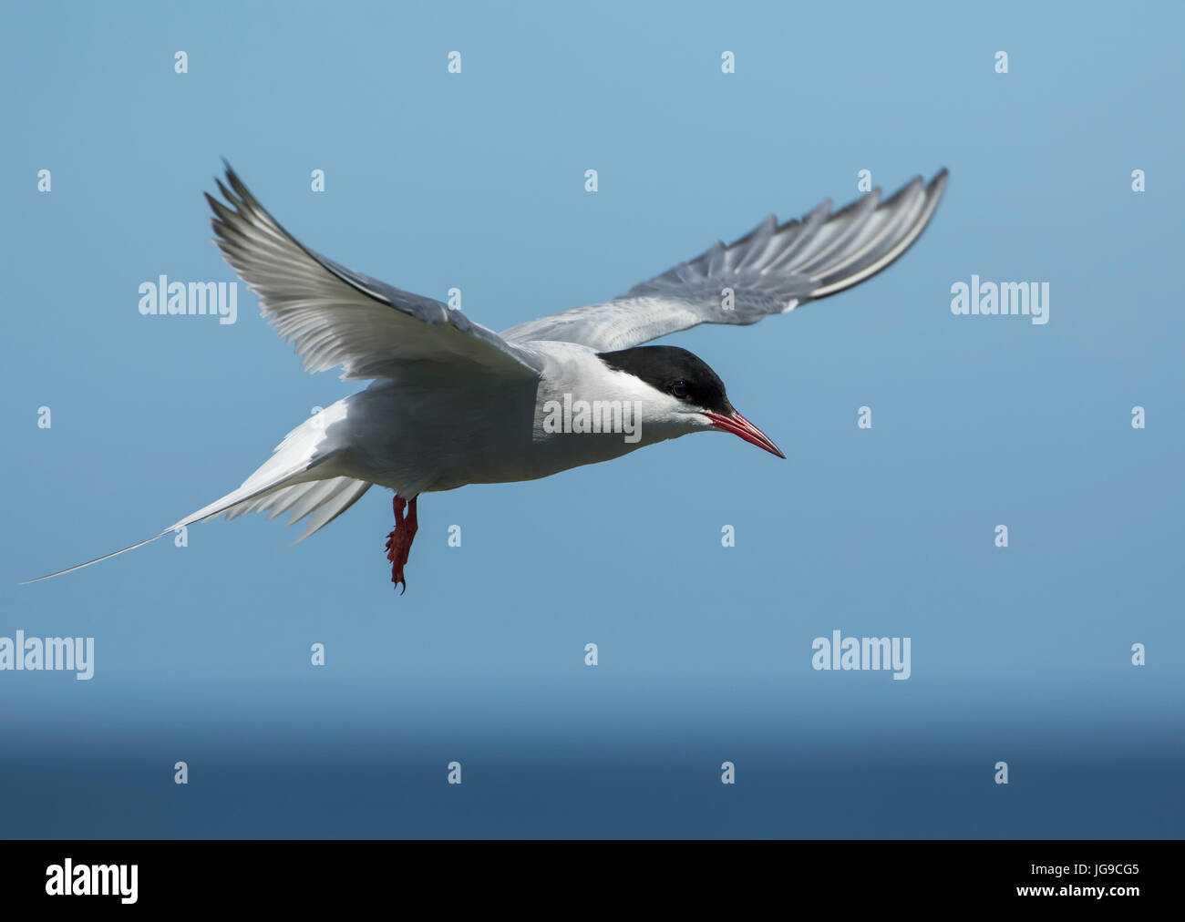 Arctic Tern in Flight Stock Photo - Alamy