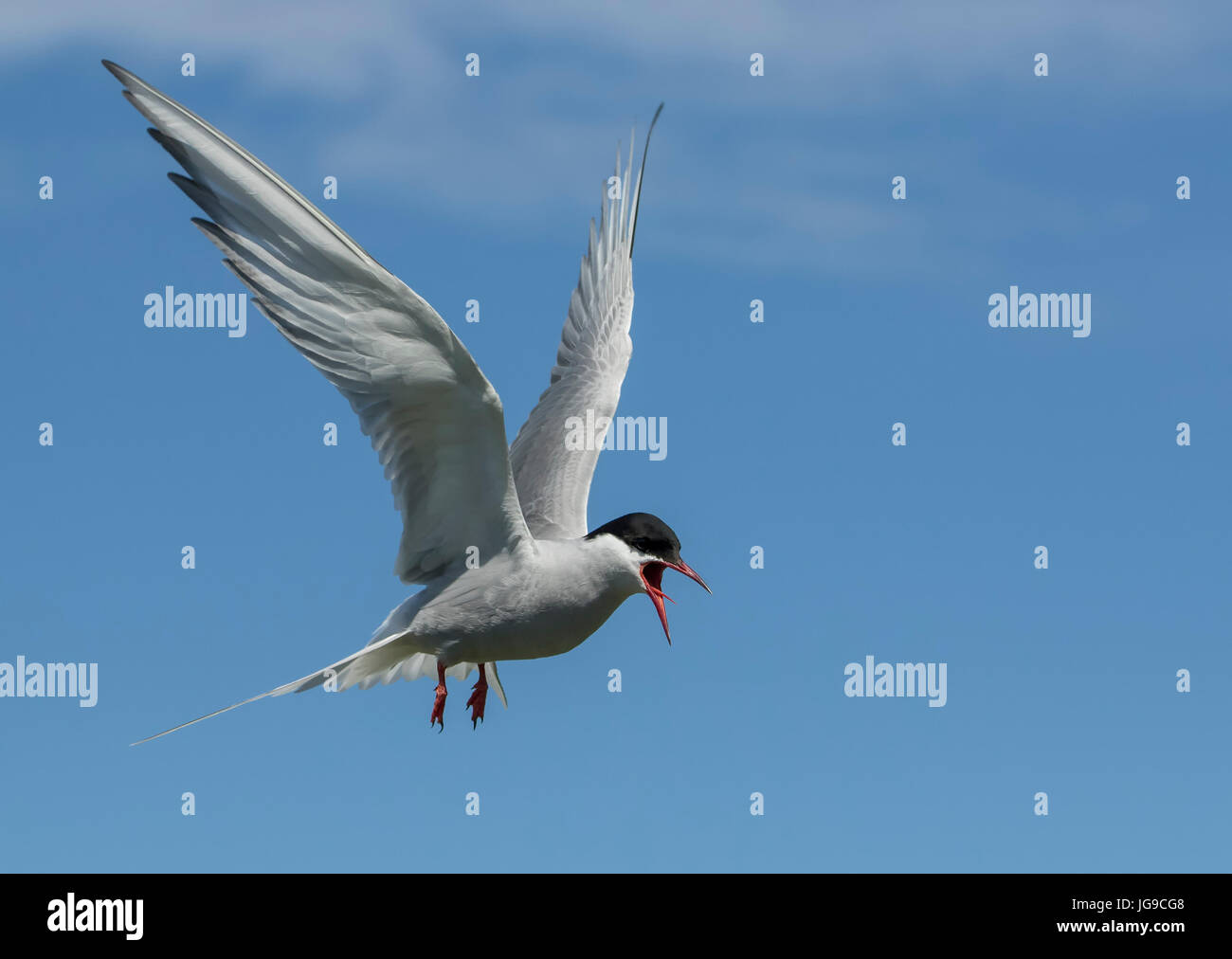 Flying calling hi-res stock photography and images - Alamy