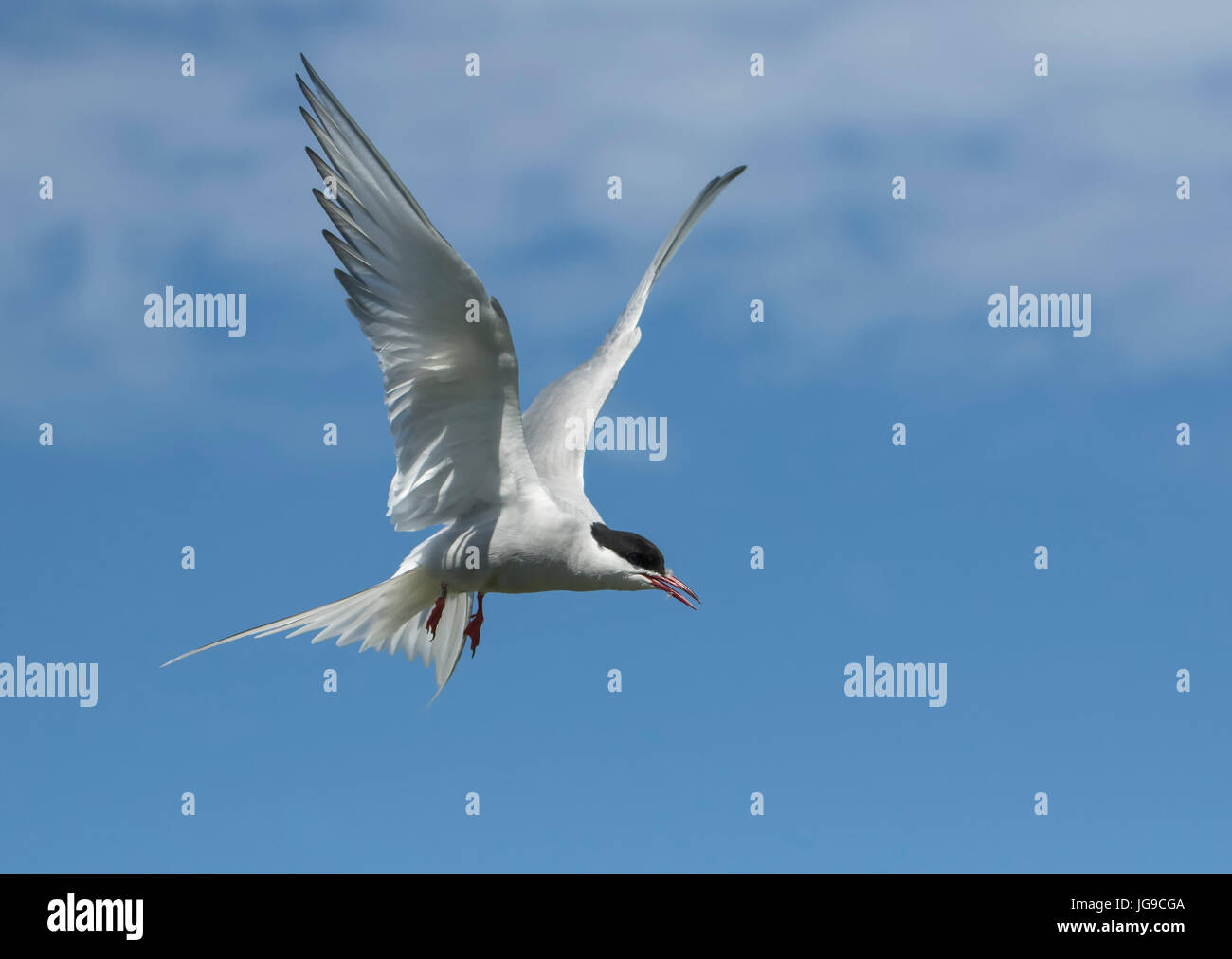 Arctic Tern in Flight Stock Photo - Alamy