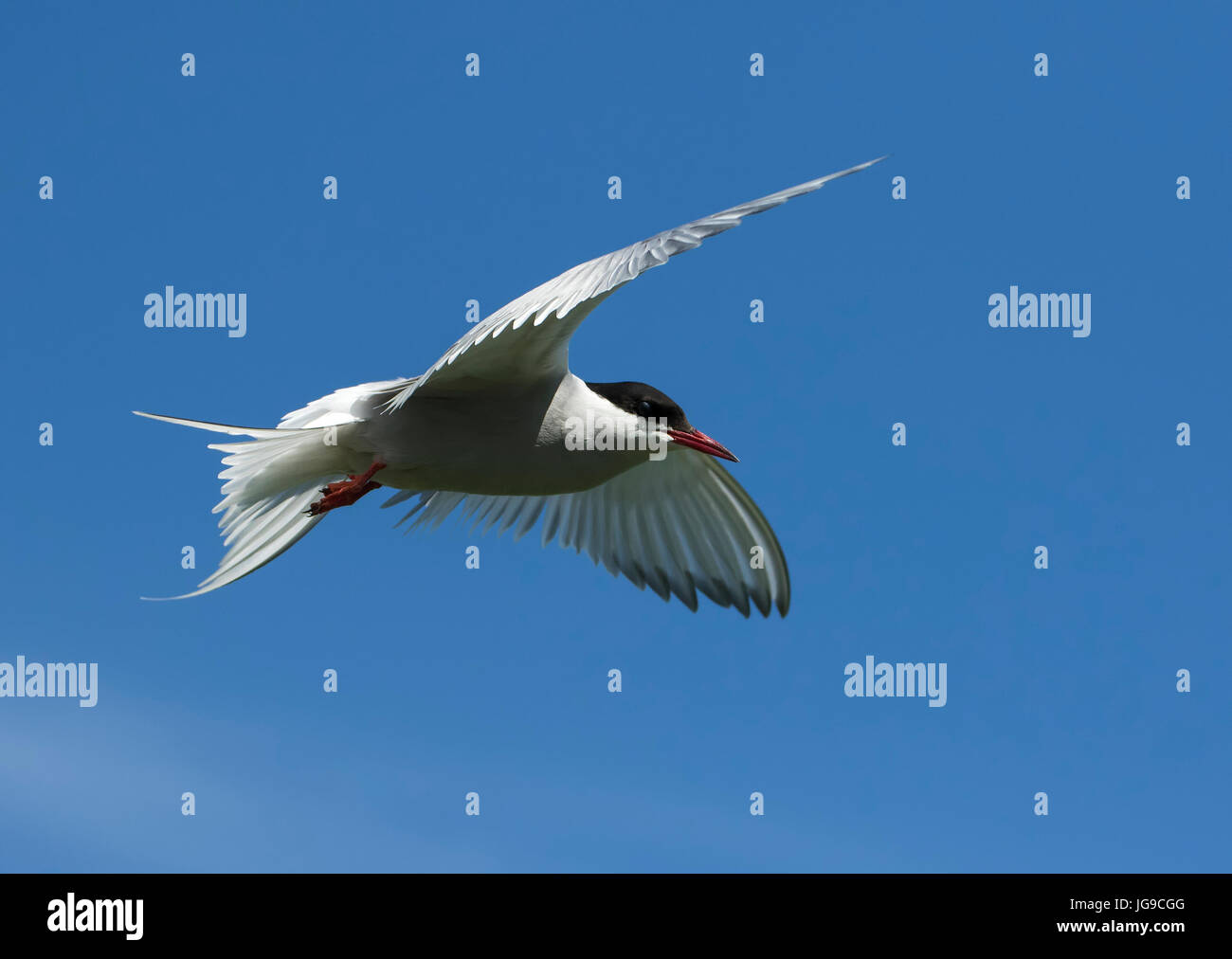 Arctic Tern in Flight Stock Photo - Alamy