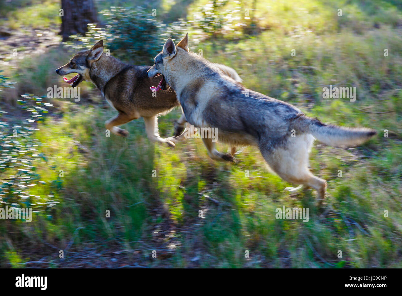 Tamed wolf hi-res stock photography and images - Alamy