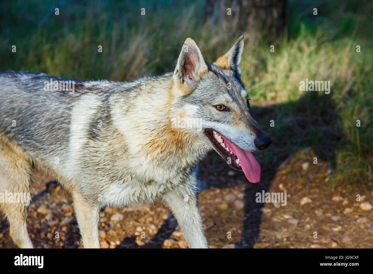 Domesticated Wolf Stock Photos & Domesticated Wolf Stock Images - Alamy