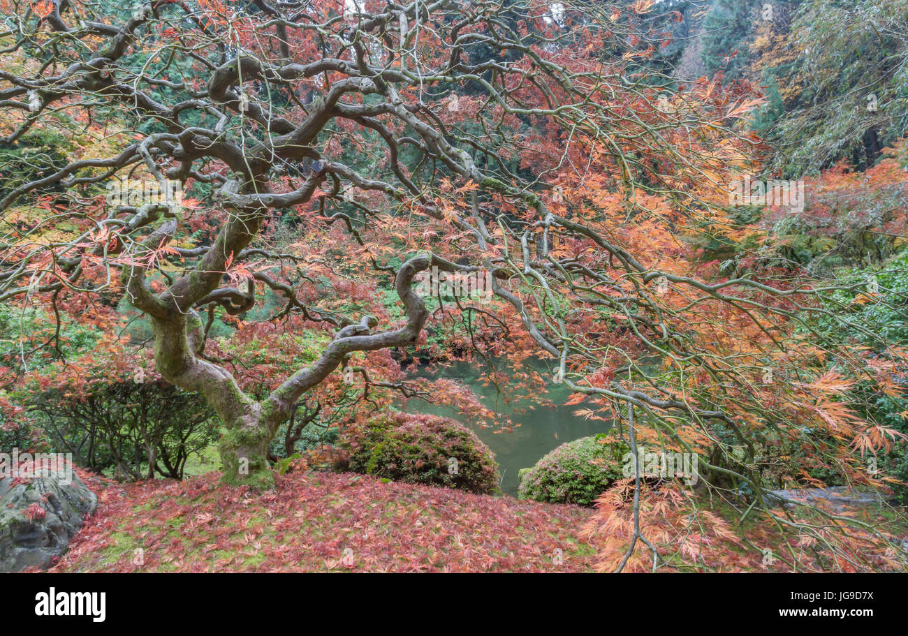 Japanese maple tree and oregon hi-res stock photography and images - Alamy